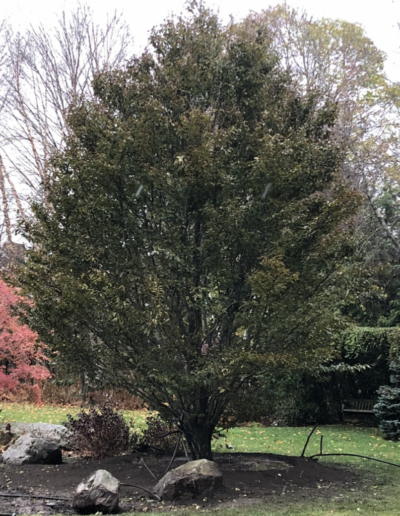 Tree Planting - Acorn Tree and Landscaping, inc.